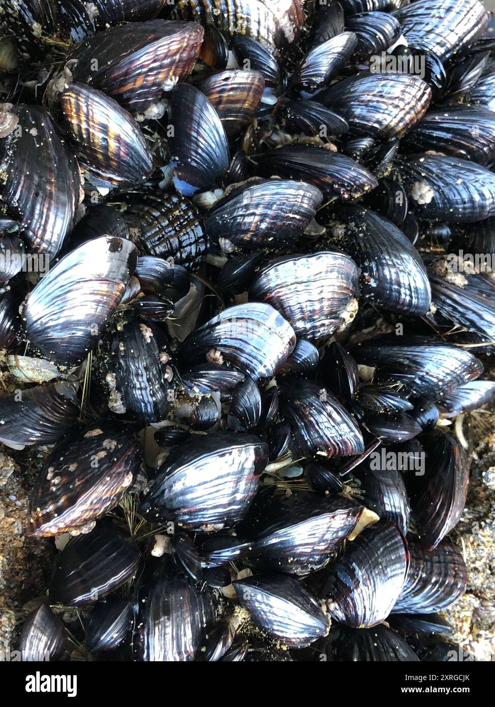 California Mussel (Mytilus californianus) Mollusca Stock Photo - Alamy