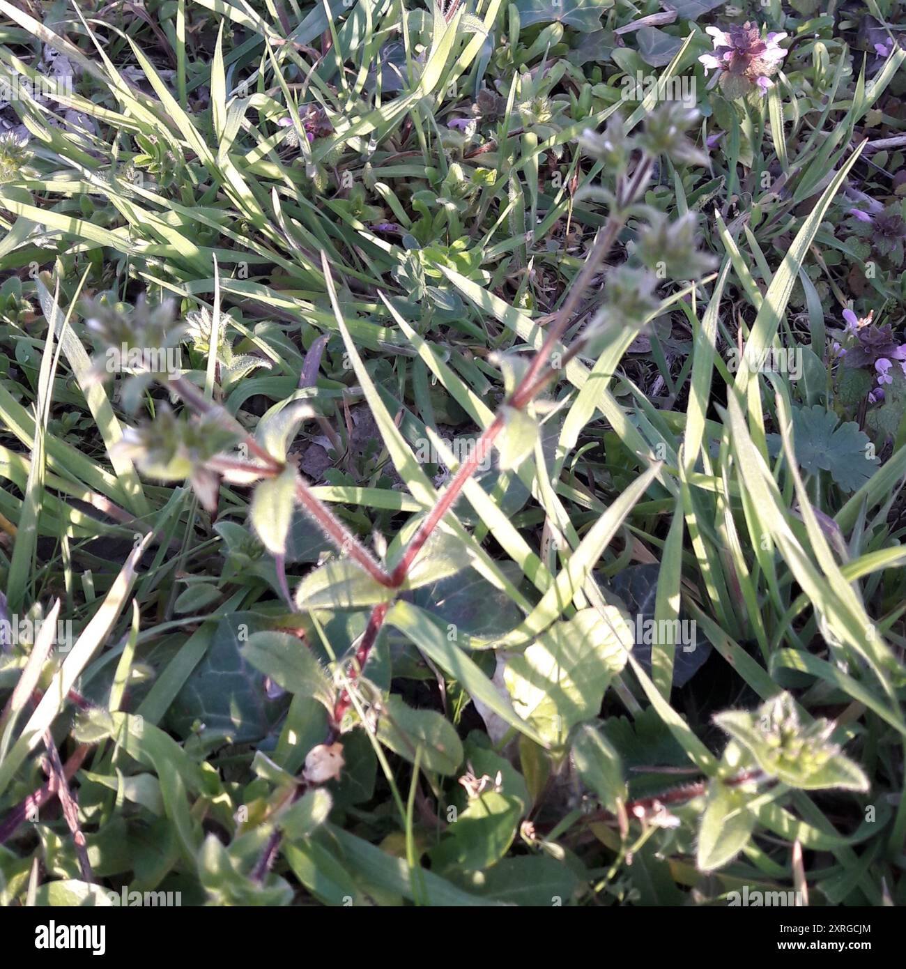 Sticky mouse-ear chickweed (Cerastium glomeratum) Plantae Stock Photo ...