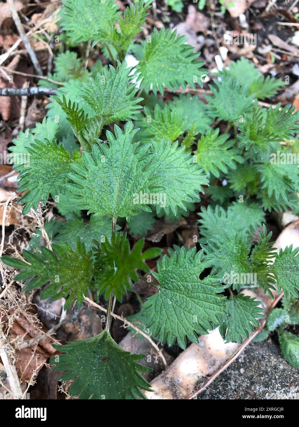 Dwarf Nettle (Urtica urens) Plantae Stock Photo - Alamy
