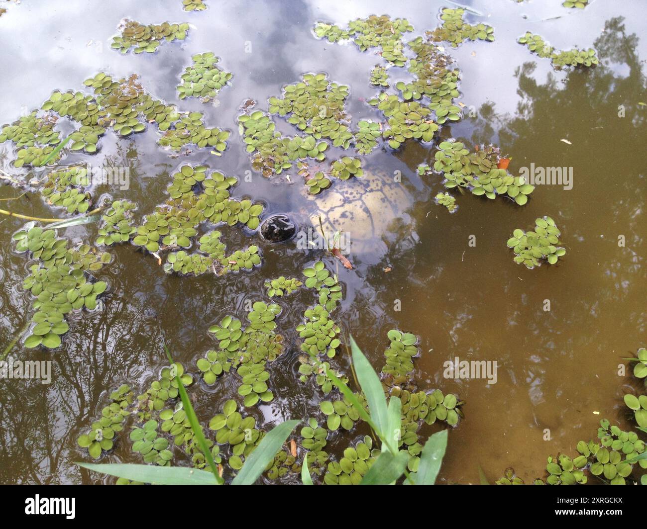 water spangles (Salvinia minima) Plantae Stock Photo - Alamy