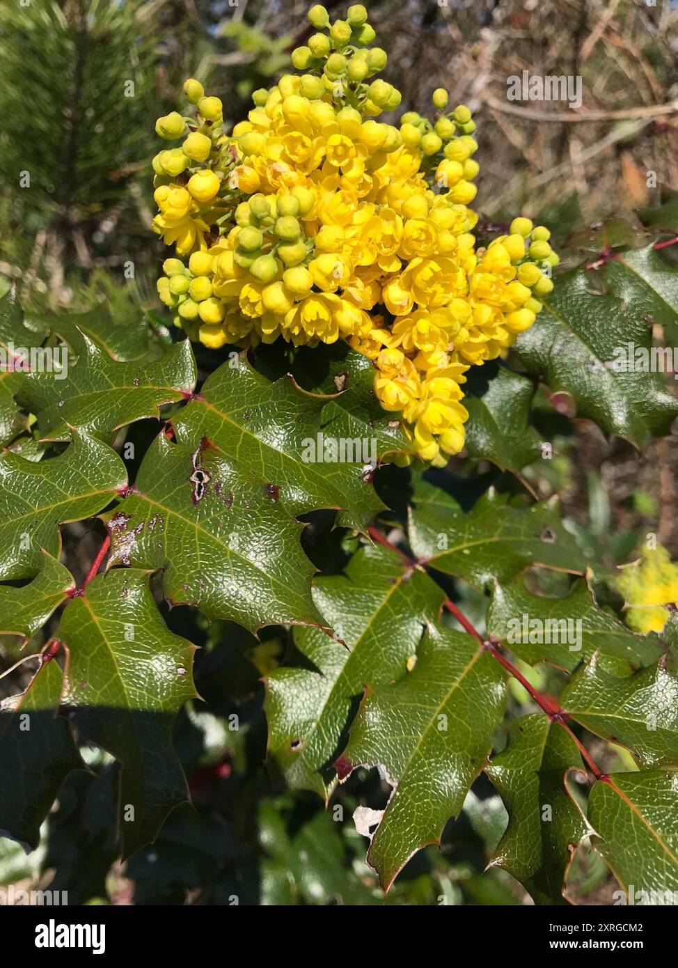 Oregon grape (Berberis aquifolium) Plantae Stock Photo - Alamy