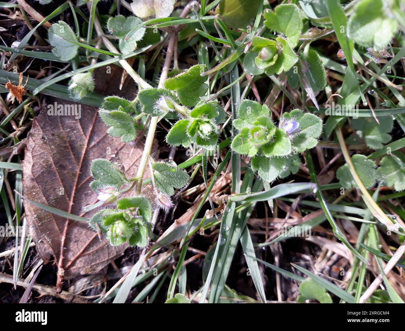 Ivy-leaved Speedwell (Veronica hederifolia) Plantae Stock Photo - Alamy