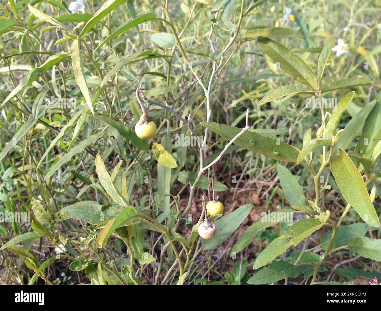 silverleaf nightshade (Solanum elaeagnifolium) Plantae Stock Photo - Alamy