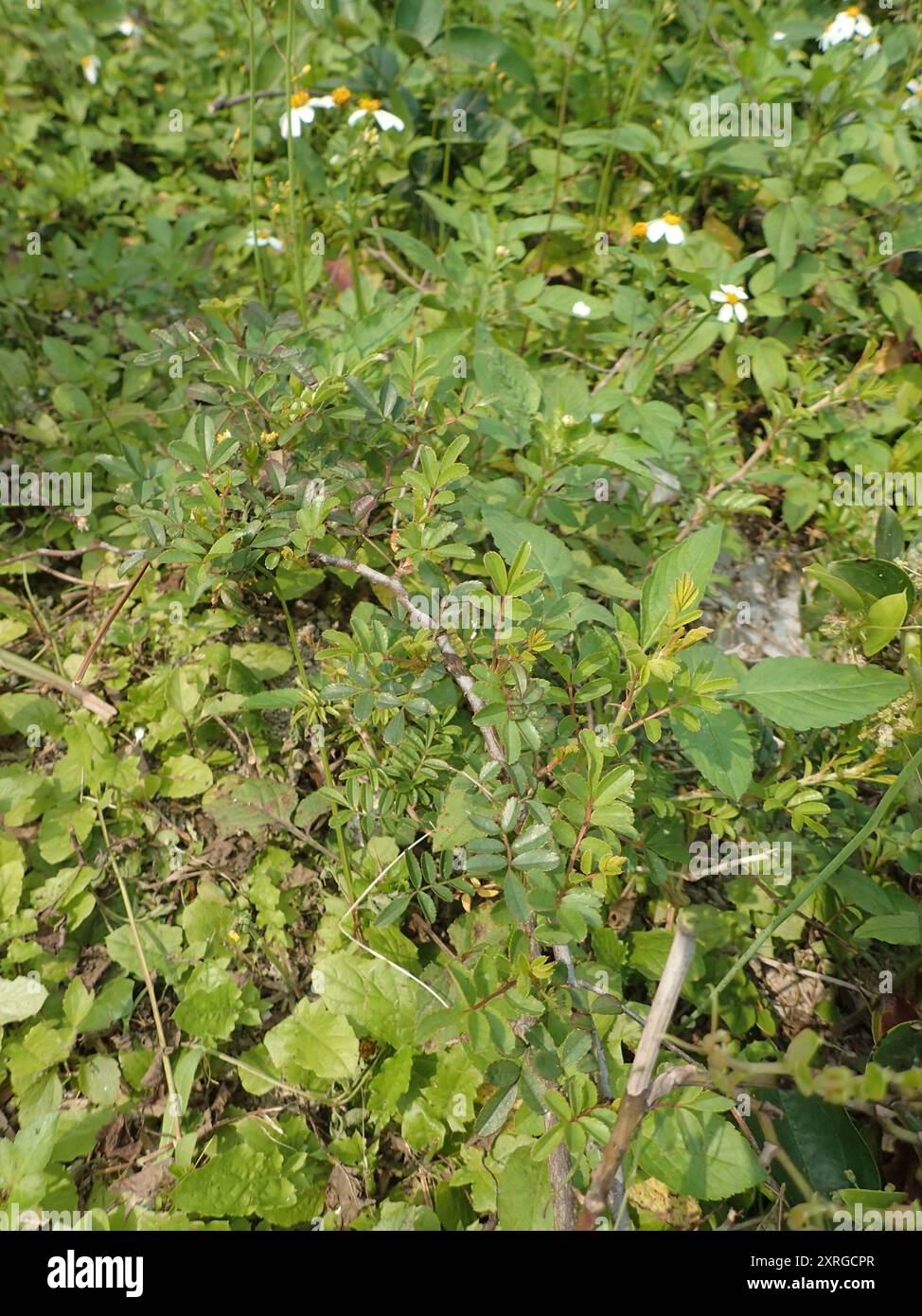 Macartney's rose (Rosa bracteata) Plantae Stock Photo - Alamy