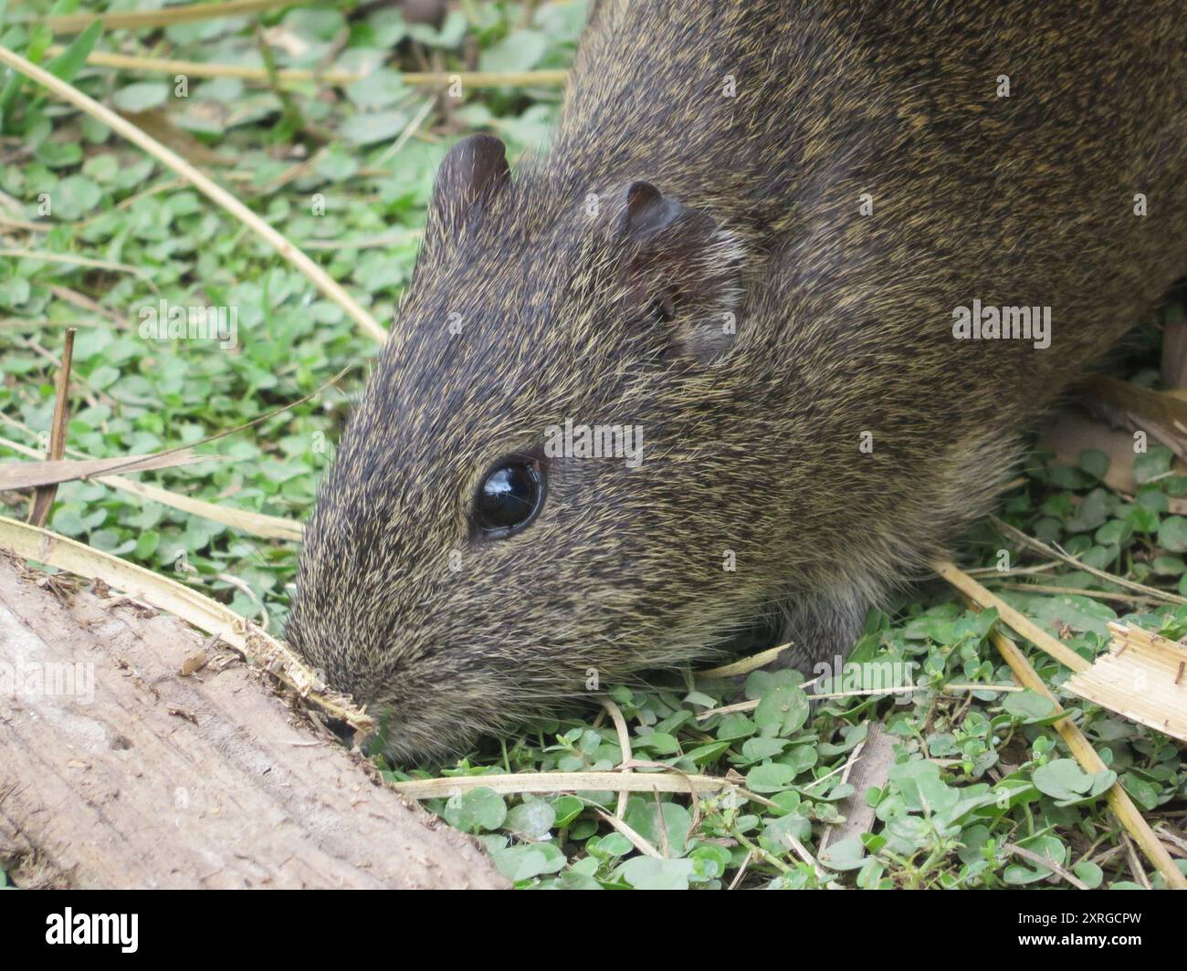 Brazilian Guinea Pig (Cavia aperea) Mammalia Stock Photo - Alamy