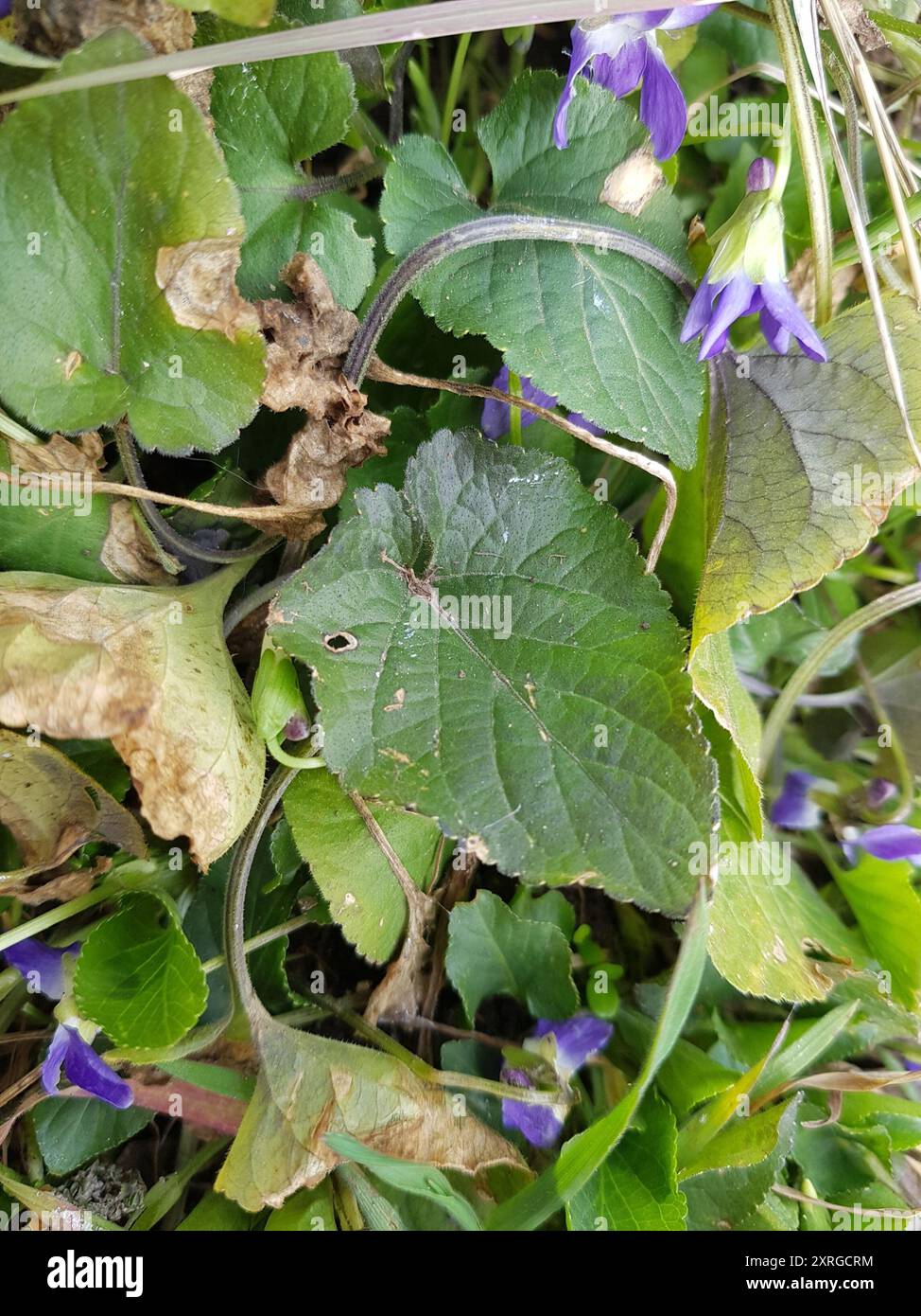 Russian Violet (Viola suavis) Plantae Stock Photo - Alamy