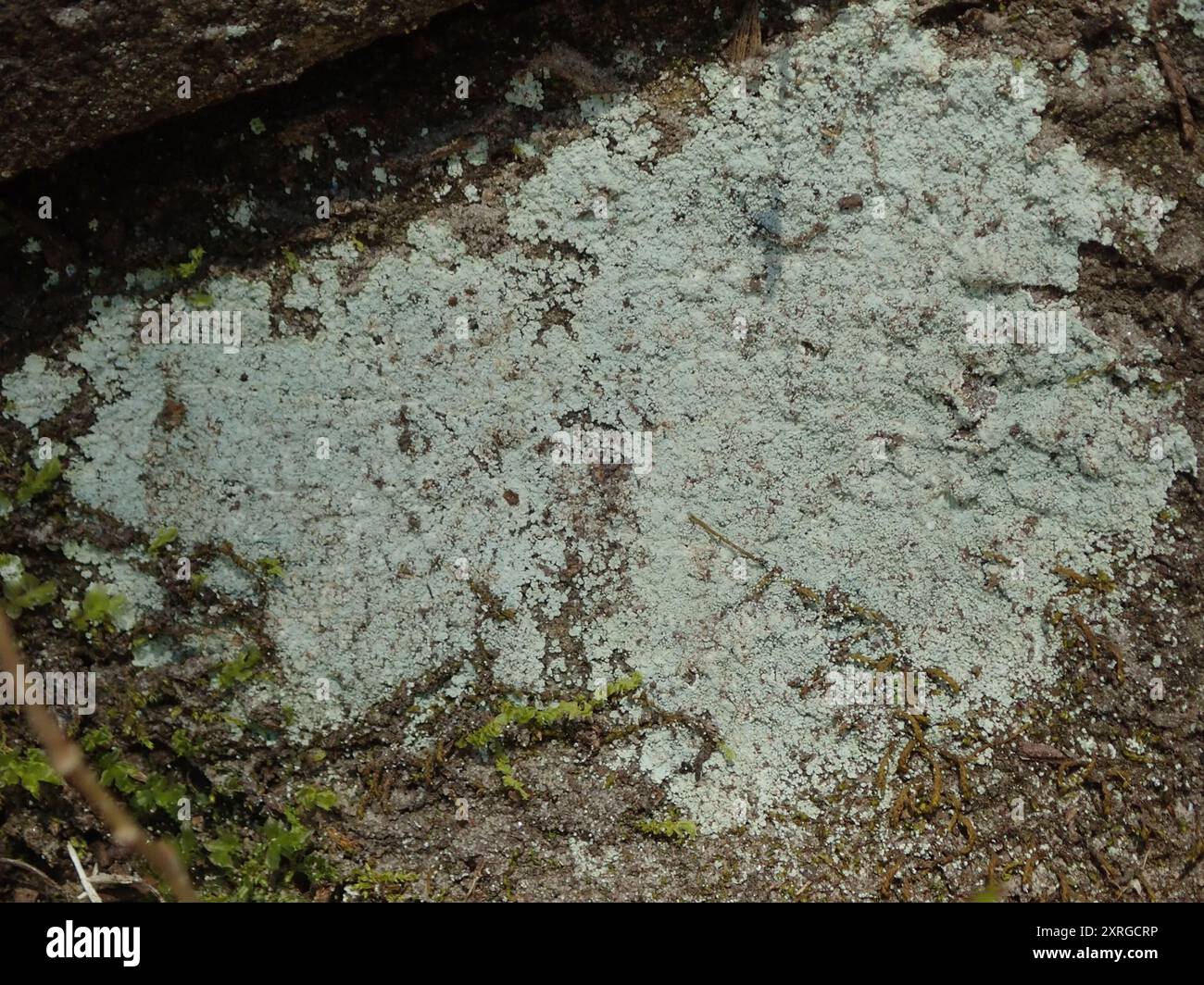 Fluffy Dust Lichen (Lepraria finkii) Fungi Stock Photo - Alamy