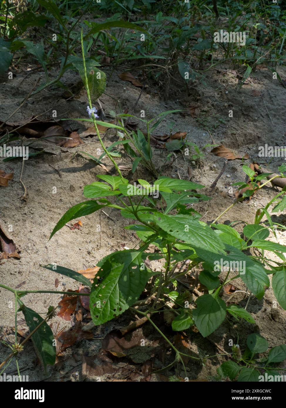 Rattail (Stachytarpheta cayennensis) Plantae Stock Photo - Alamy