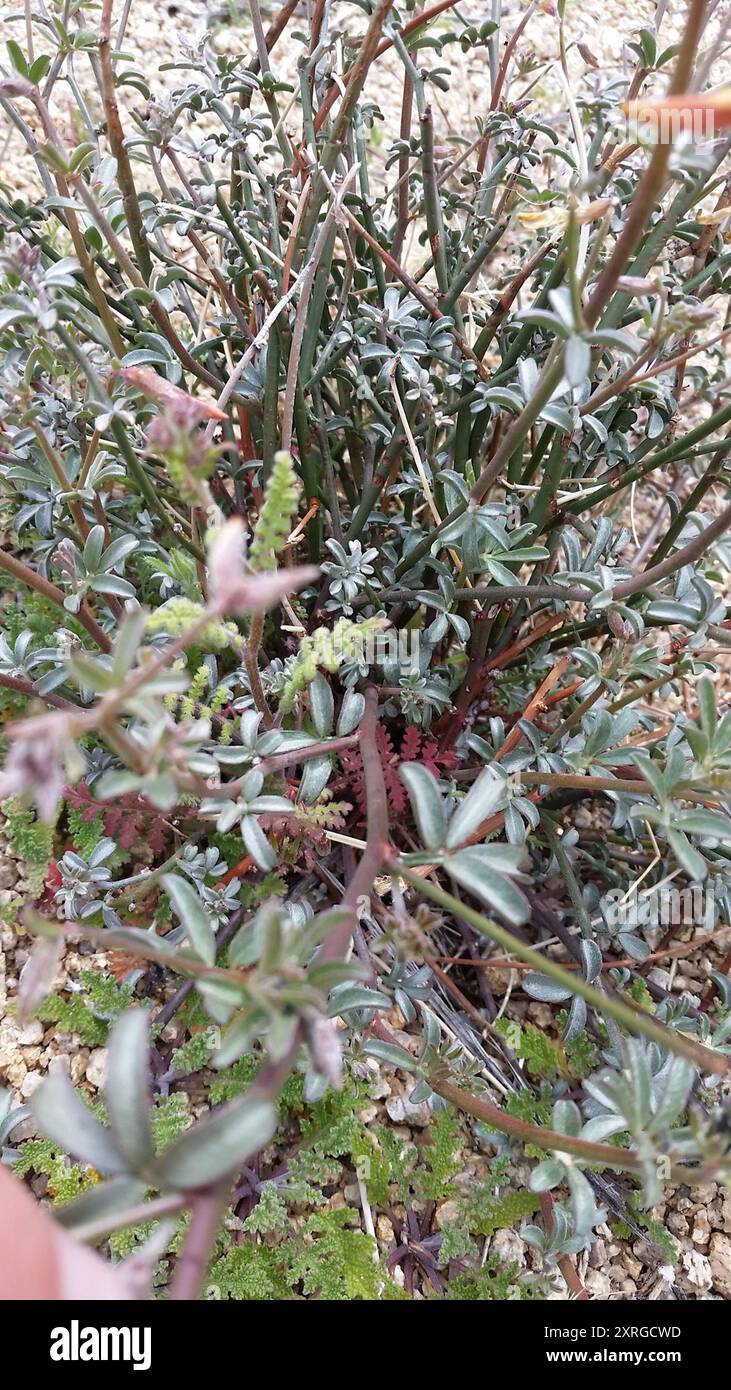 shrubby deervetch (Acmispon rigidus) Plantae Stock Photo - Alamy