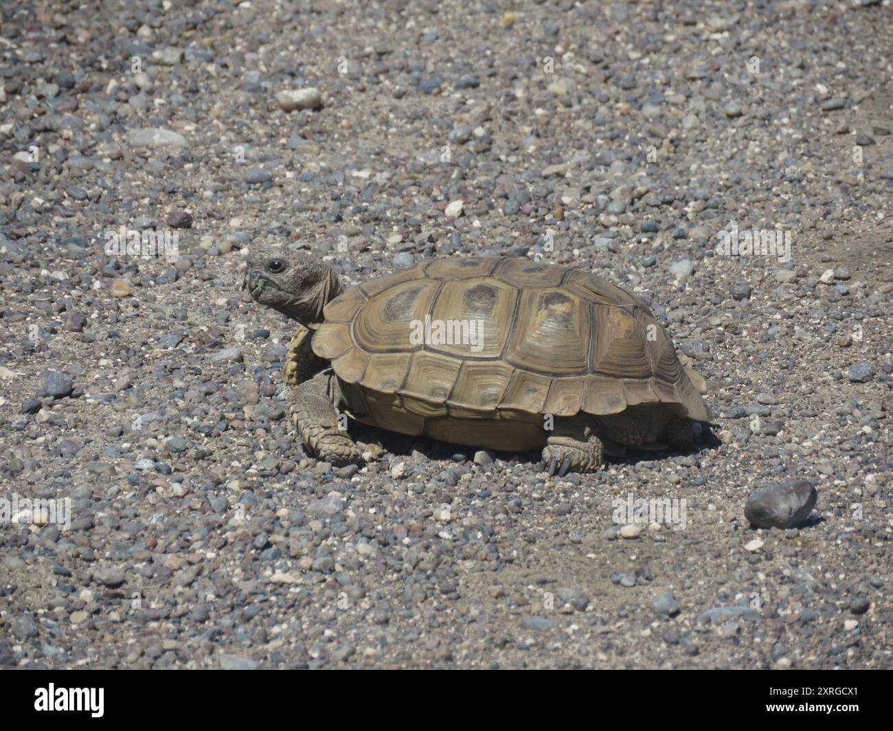 Chaco Tortoise (Chelonoidis chilensis) Reptilia Stock Photo - Alamy