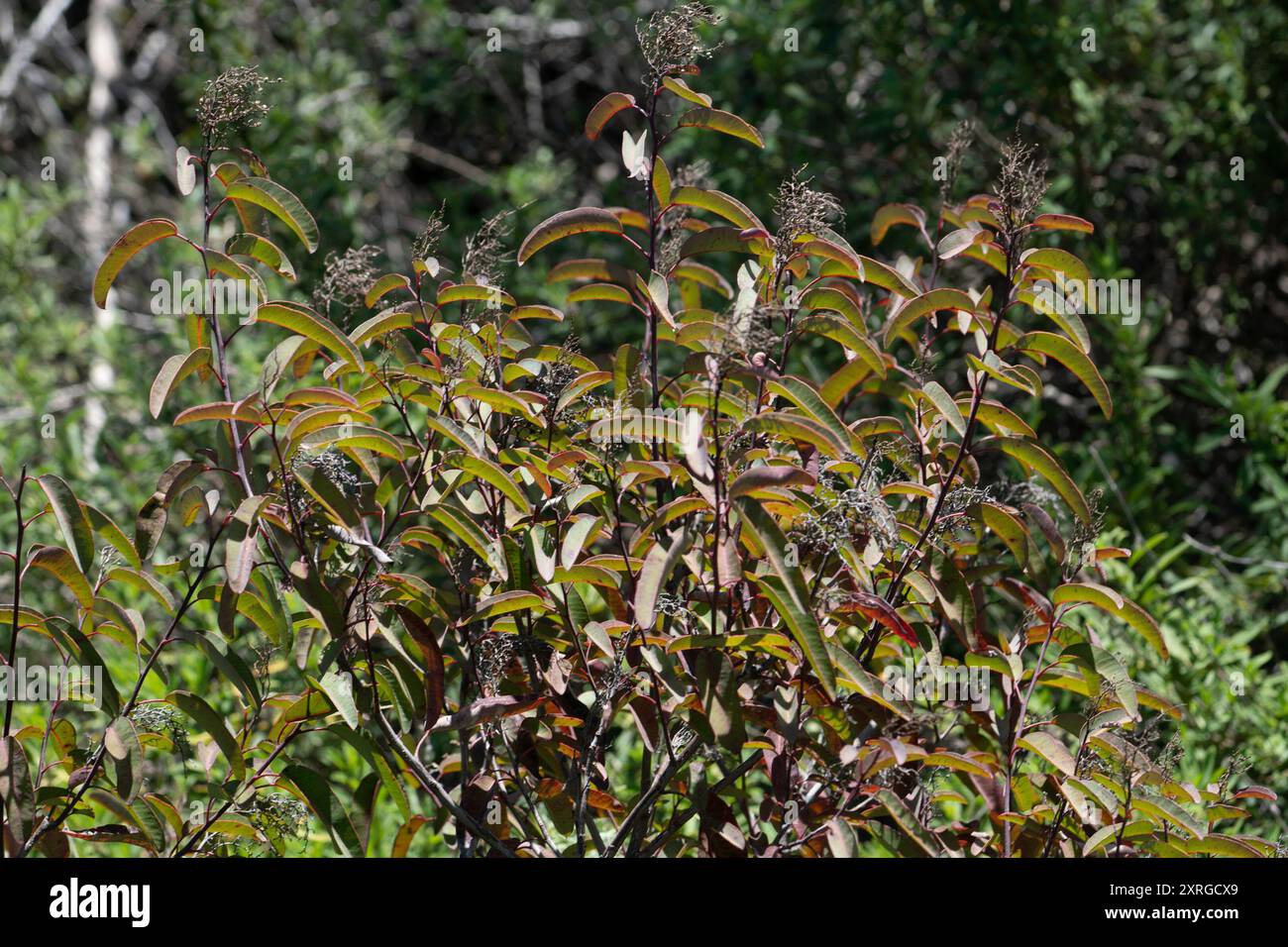 laurel sumac (Malosma laurina) Plantae Stock Photo - Alamy