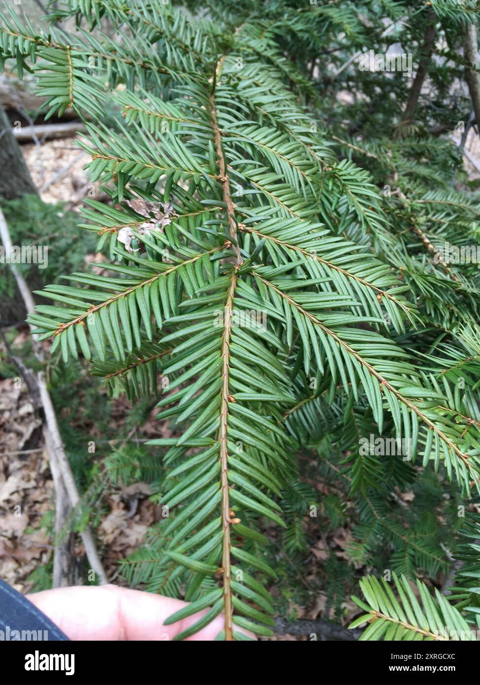 yew family (Taxaceae) Plantae Stock Photo - Alamy