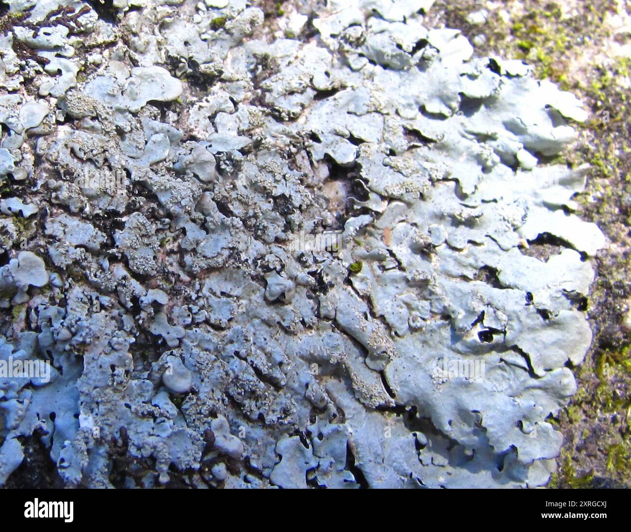 Powdery Axil-bristle Lichen (Myelochroa aurulenta) Fungi Stock Photo ...