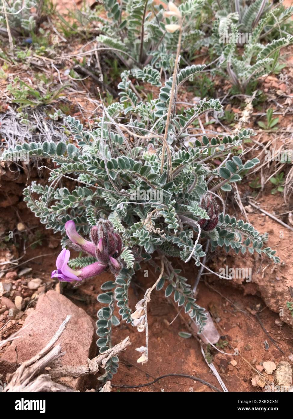 Woolly Locoweed (Astragalus mollissimus) Plantae Stock Photo - Alamy