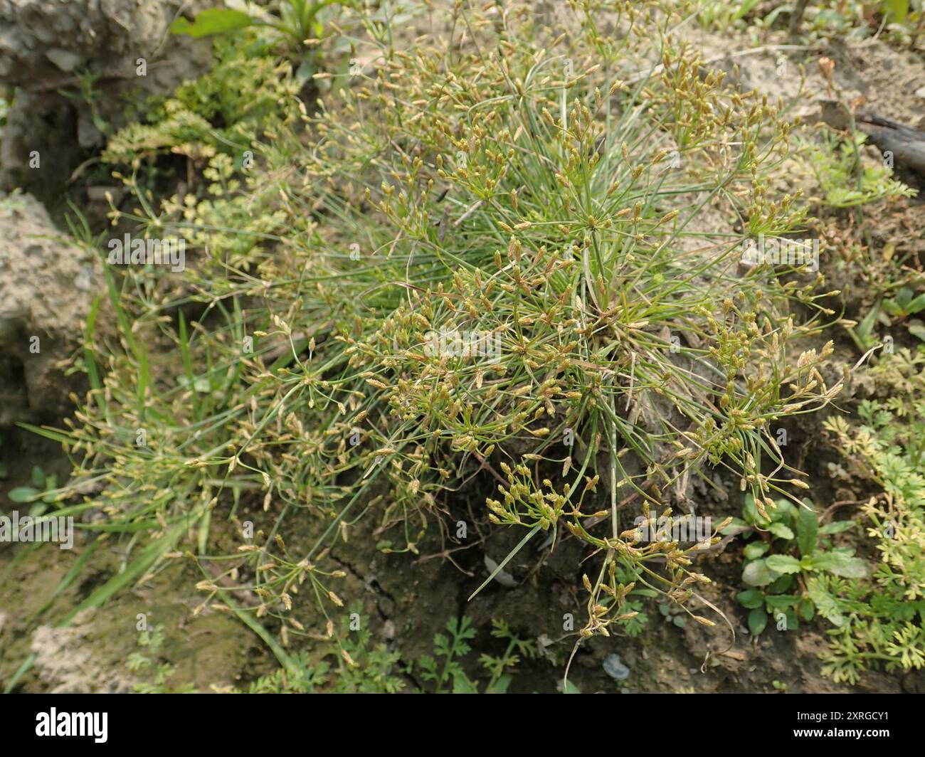 Fringe Rush (Fimbristylis) Plantae Stock Photo - Alamy