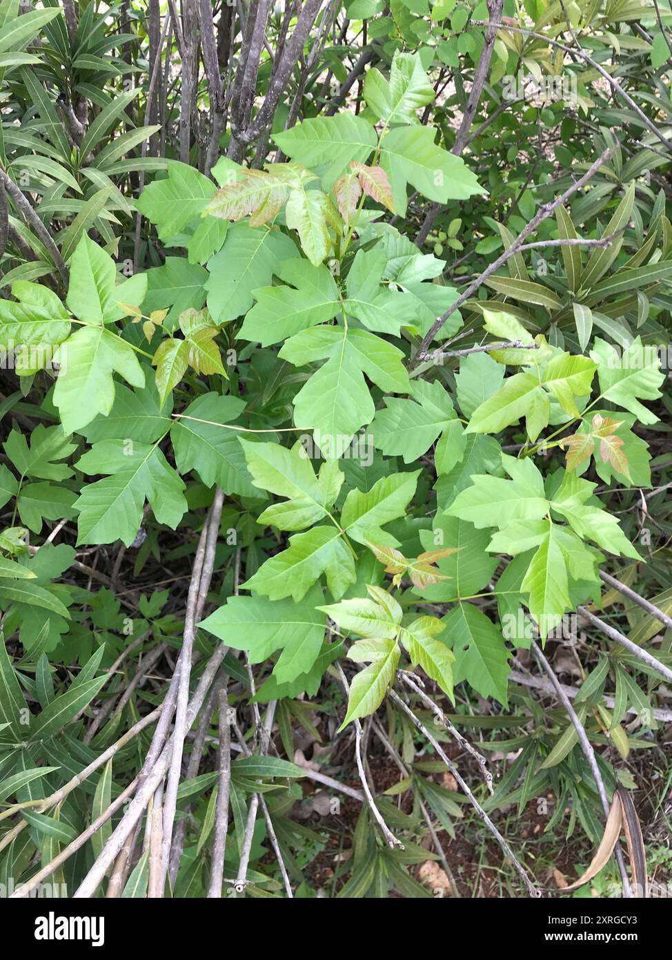 eastern poison ivy (Toxicodendron radicans) Plantae Stock Photo - Alamy