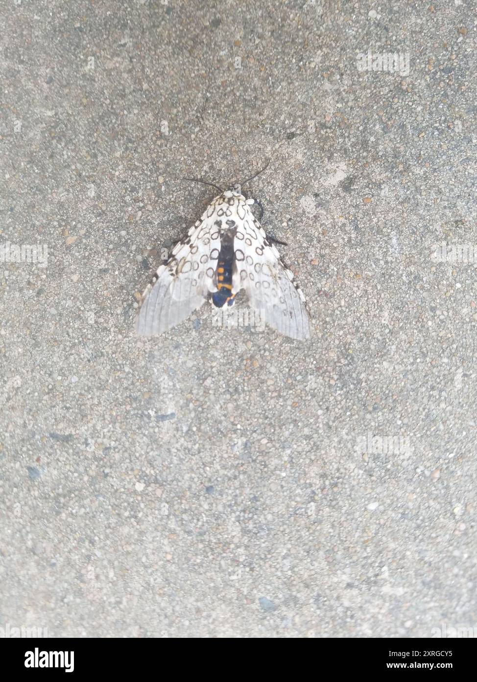 Giant Leopard Moth (Hypercompe scribonia) Insecta Stock Photo - Alamy