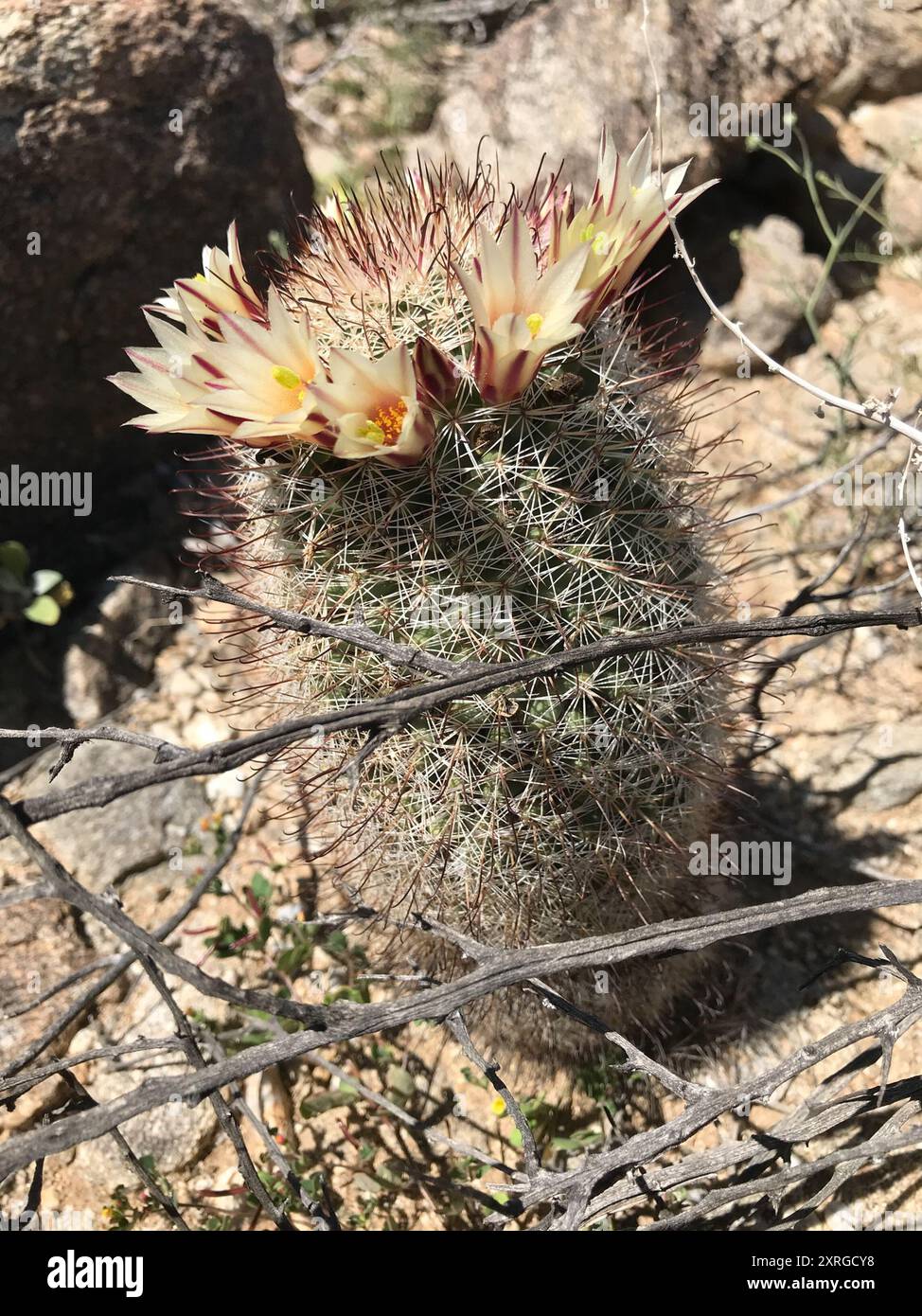 Peninsular fishhook cactus (Cochemiea dioica) Plantae Stock Photo - Alamy