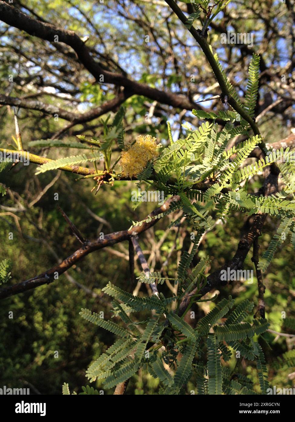mesquites (Neltuma) Plantae Stock Photo - Alamy