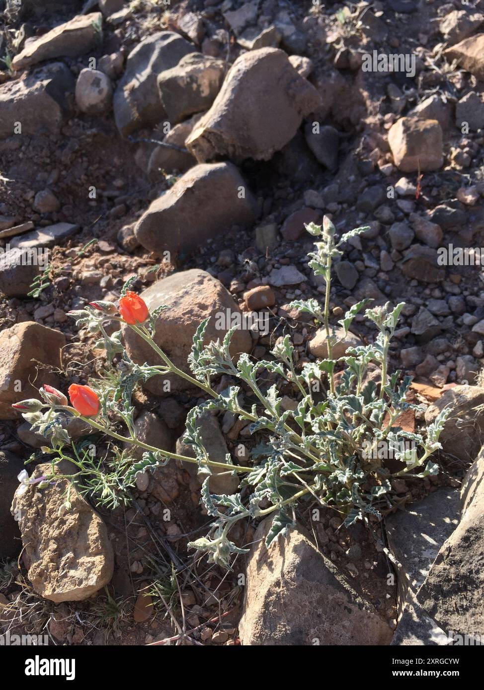 spear globemallow (Sphaeralcea hastulata) Plantae Stock Photo - Alamy