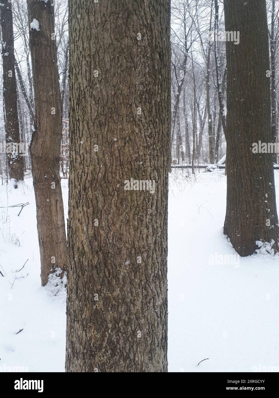 bitternut hickory (Carya cordiformis) Plantae Stock Photo - Alamy