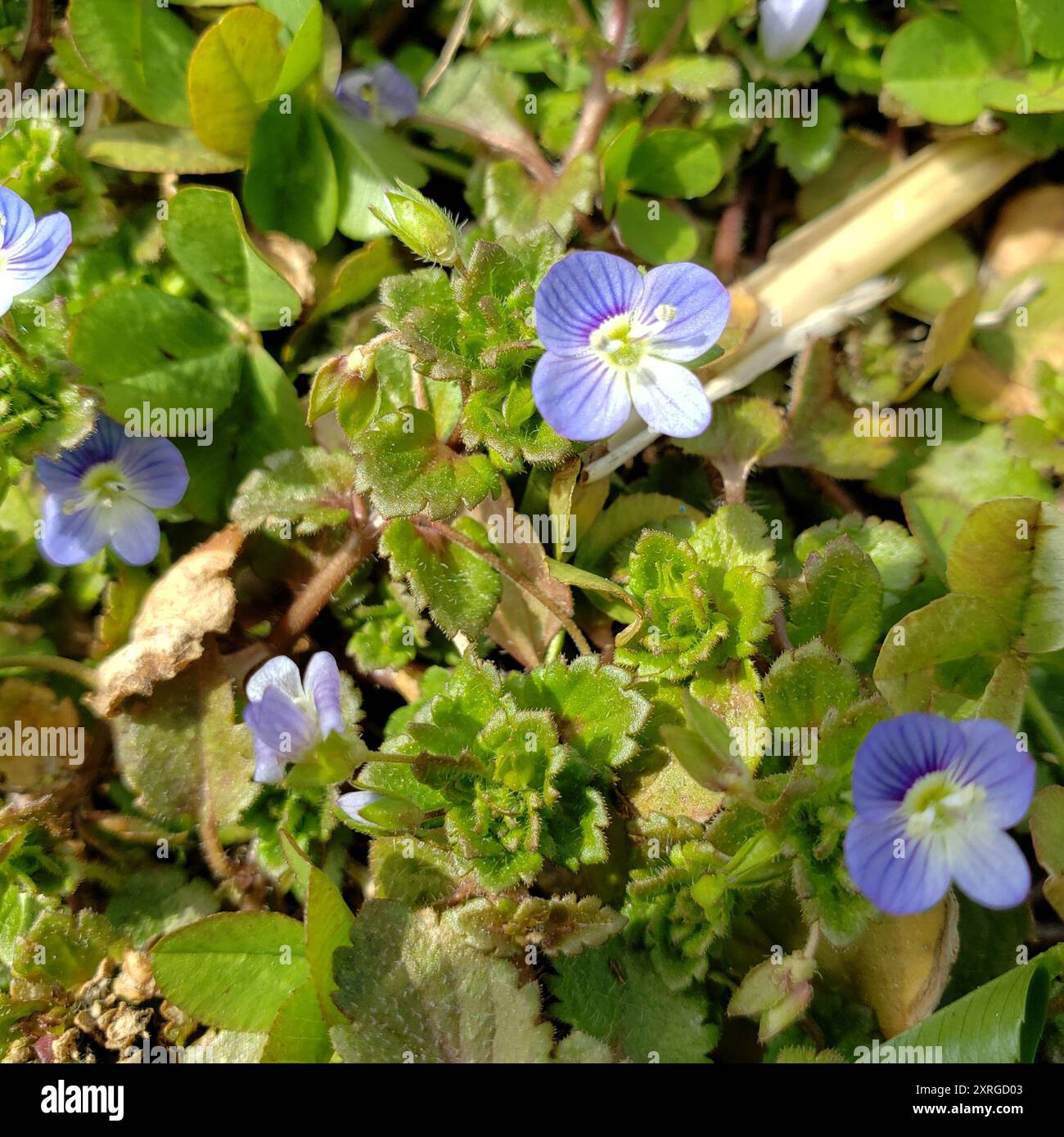 bird's-eye speedwell (Veronica persica) Plantae Stock Photo - Alamy