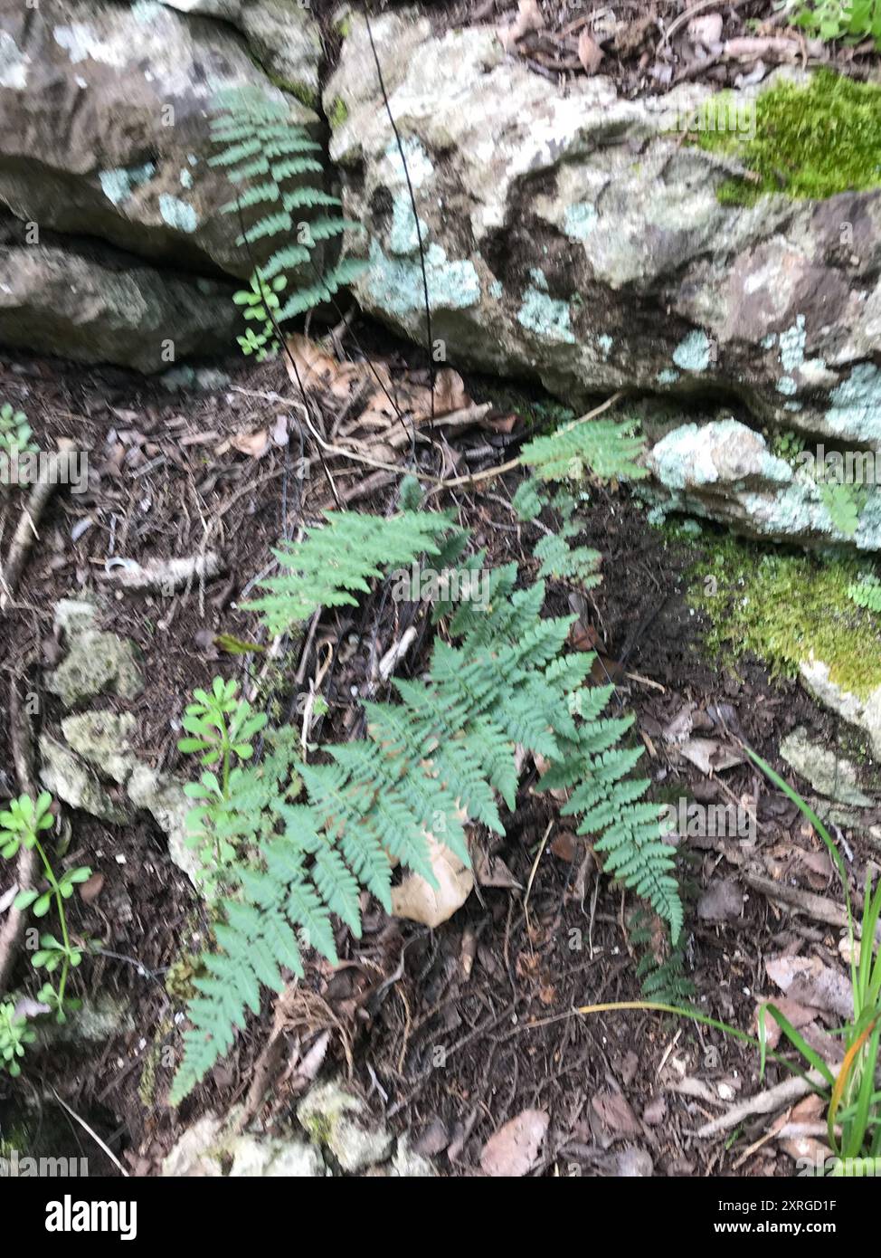 lip fern subfamily (Cheilanthoideae) Plantae Stock Photo - Alamy