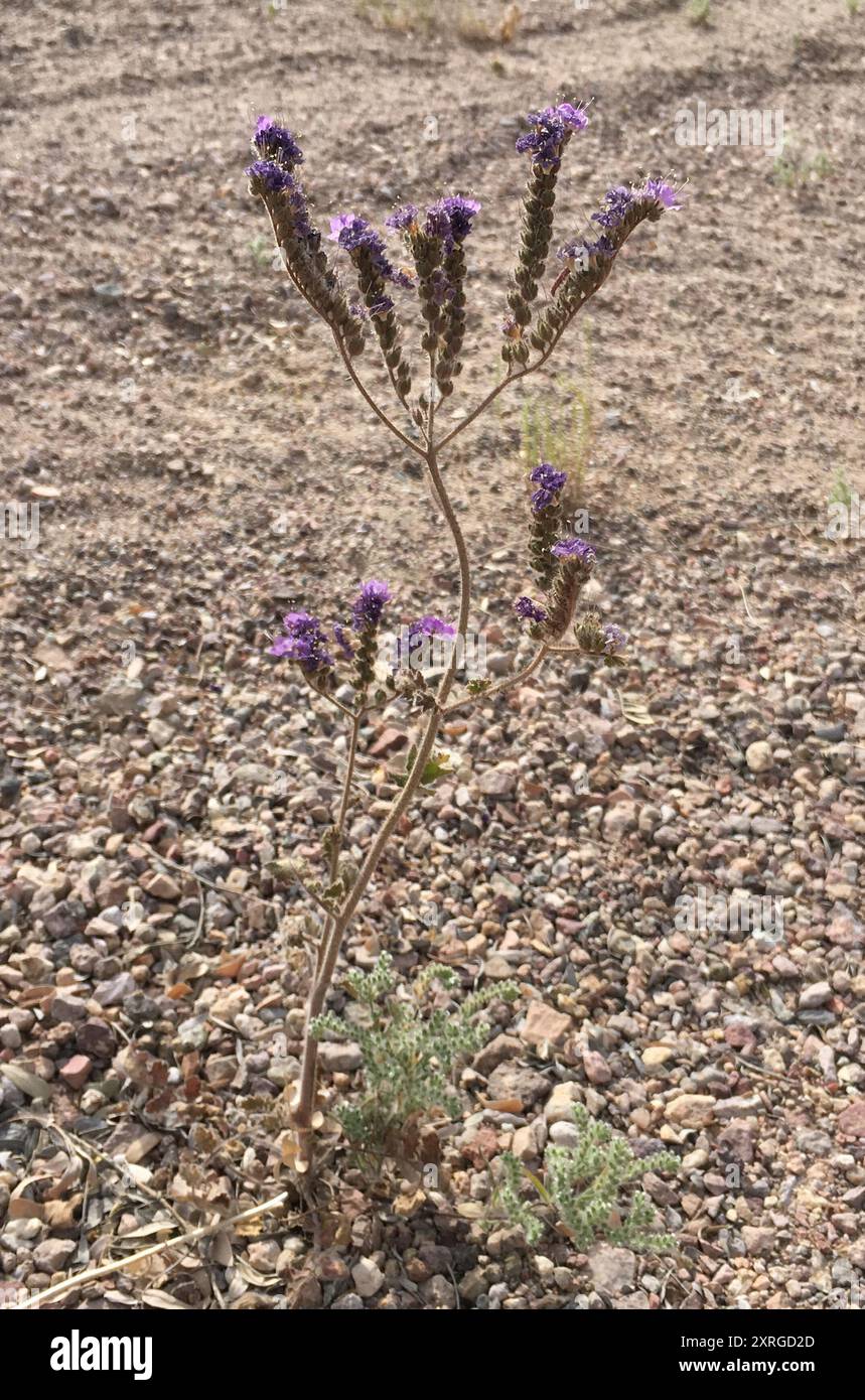 Notch-leaf Scorpionweed (Phacelia crenulata) Plantae Stock Photo - Alamy