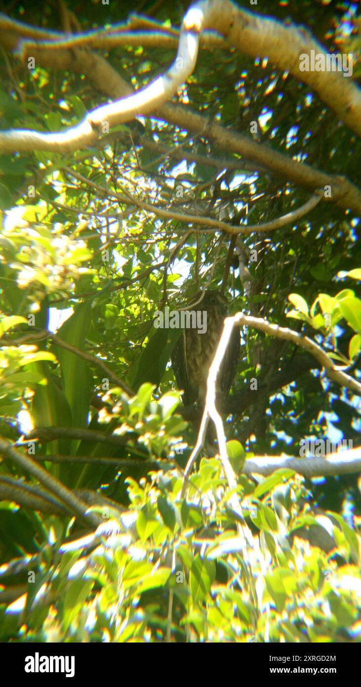 Southern Boobook (Ninox boobook) Aves Stock Photo - Alamy