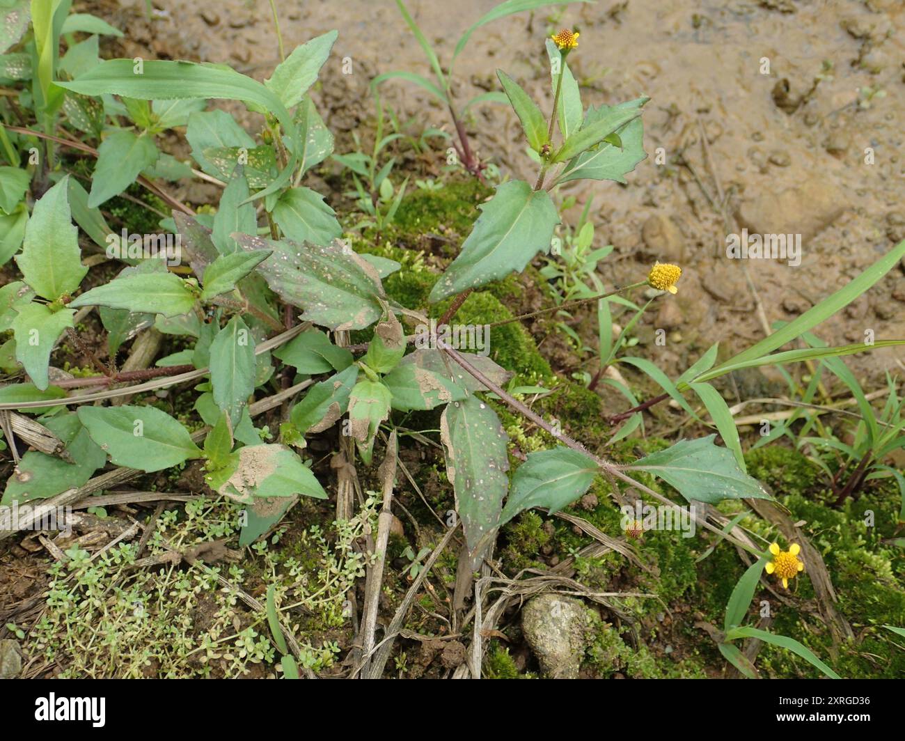 marsh para cress (Acmella uliginosa) Plantae Stock Photo - Alamy