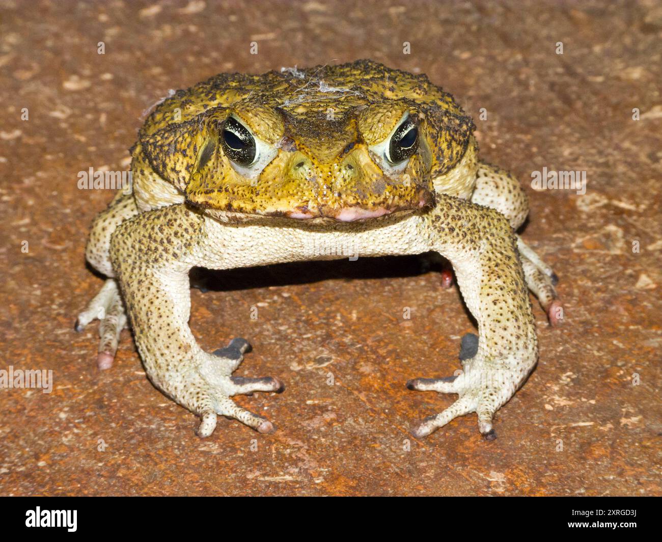 Giant Toad (Rhinella horribilis) Amphibia Stock Photo - Alamy