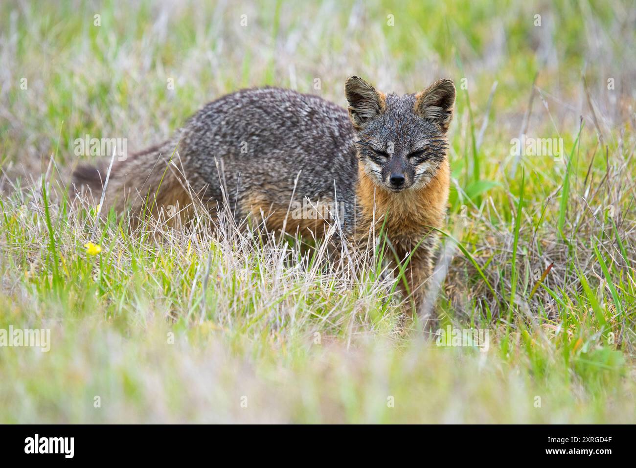 Santa Cruz Island Fox (Urocyon littoralis santacruzae) Mammalia Stock ...
