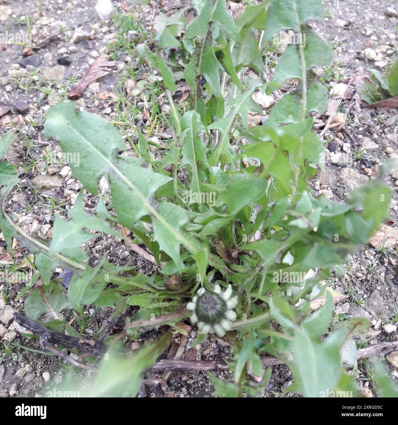 common dandelion (Taraxacum officinale) Plantae Stock Photo - Alamy
