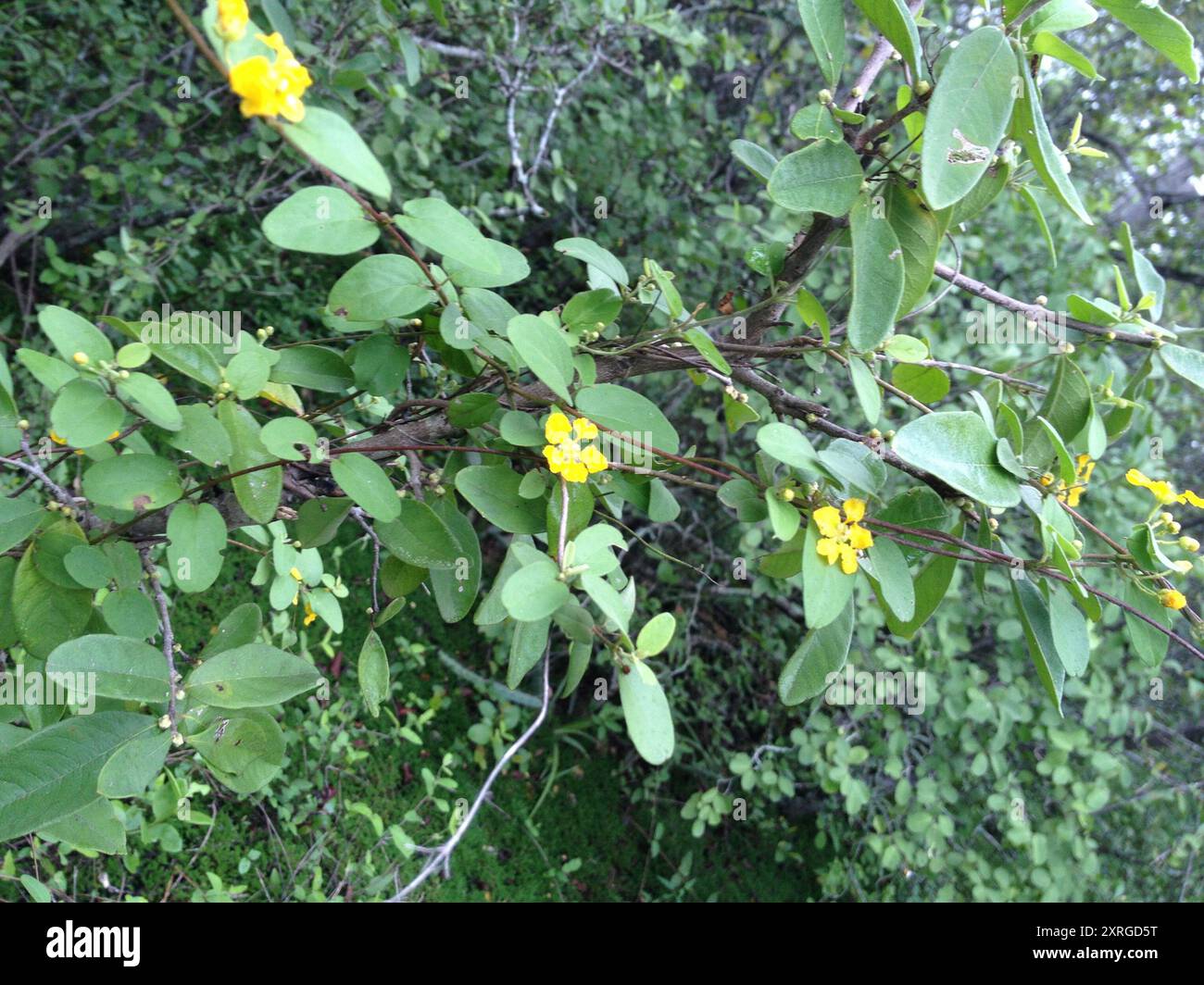 (Janusia guaranitica) Plantae Stock Photo - Alamy