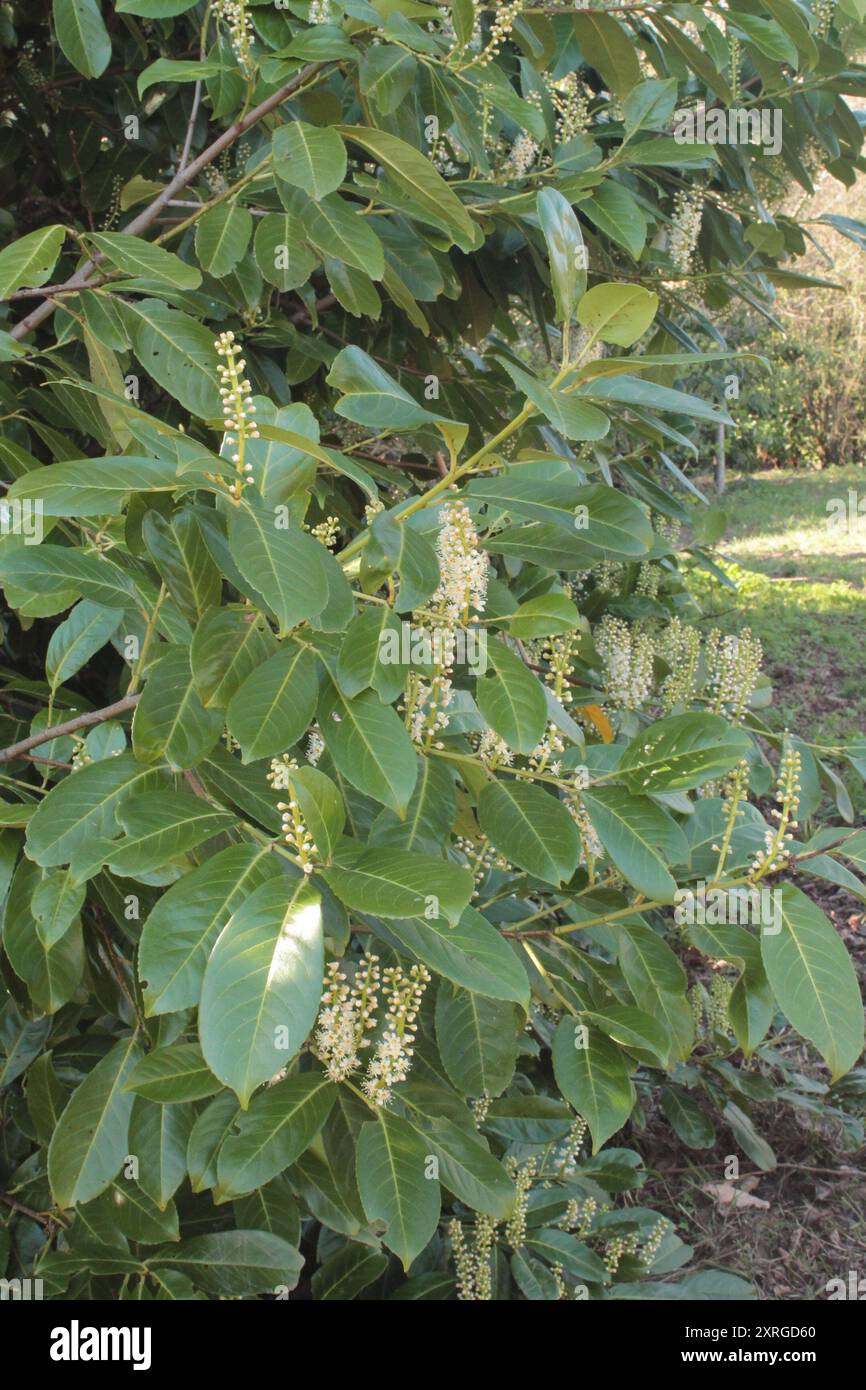 Cherry laurel (Prunus laurocerasus) Plantae Stock Photo - Alamy