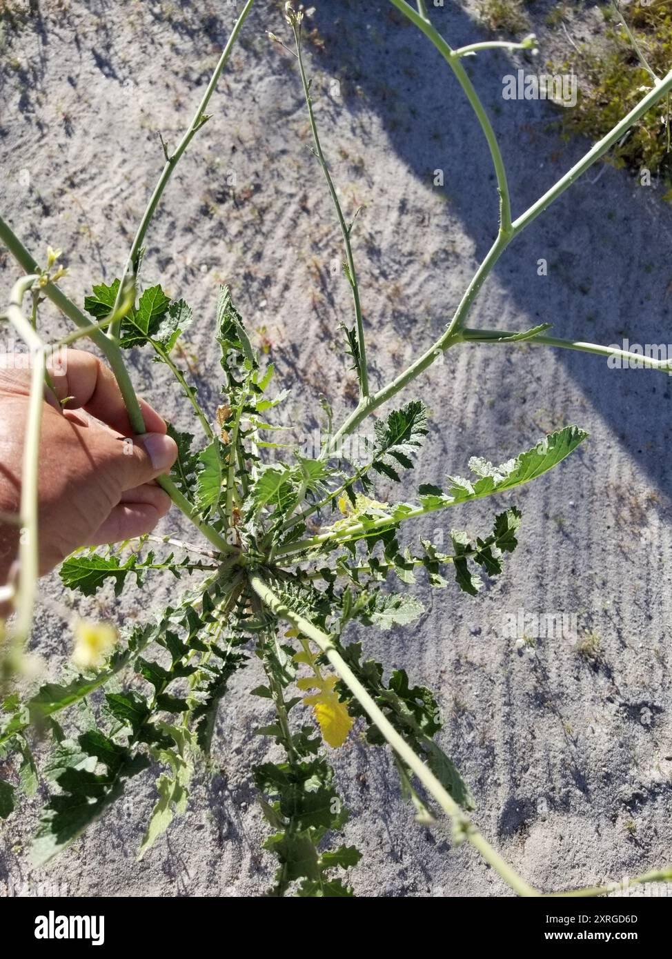 Saharan Mustard (Brassica tournefortii) Plantae Stock Photo - Alamy
