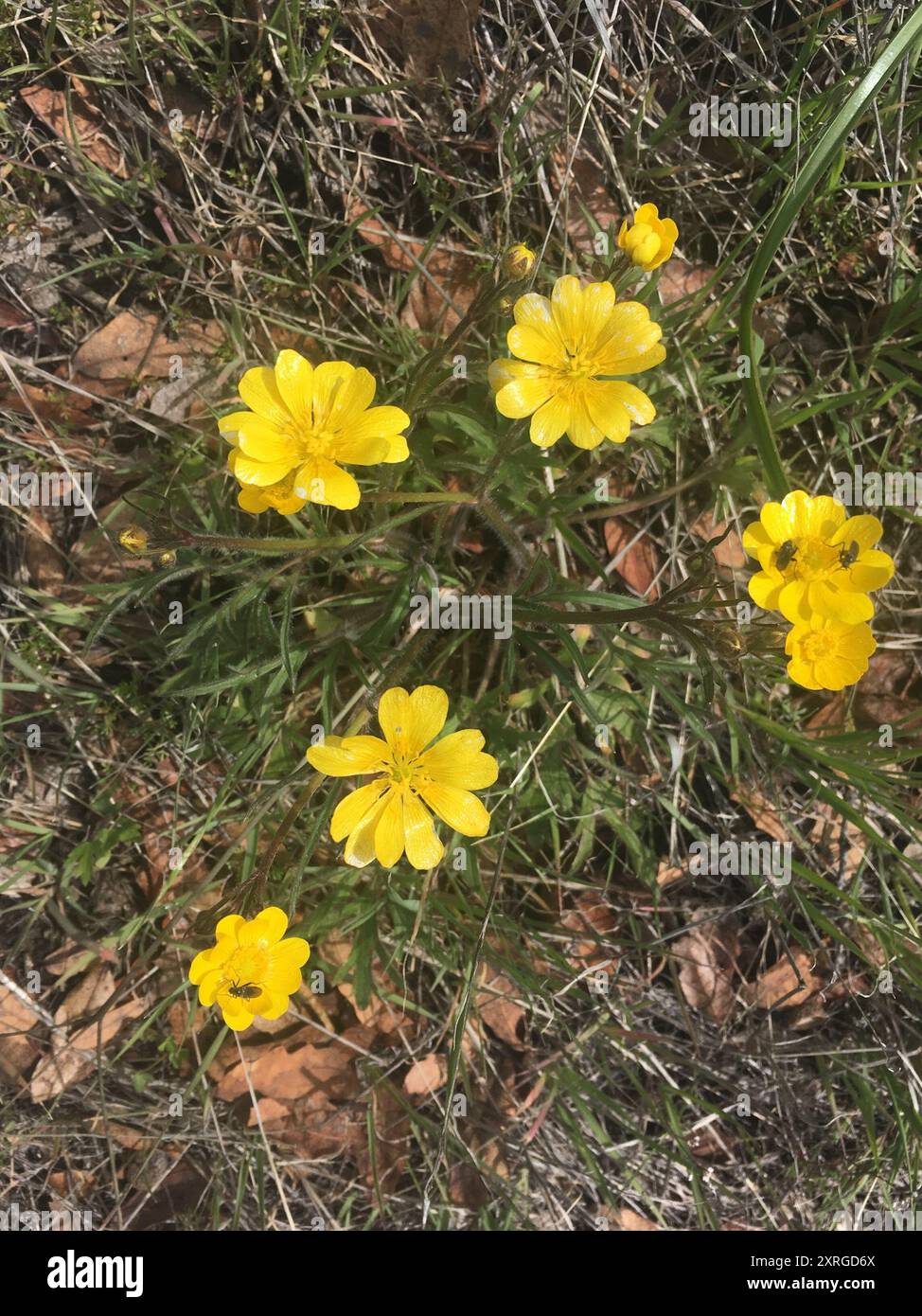 California buttercup (Ranunculus californicus) Plantae Stock Photo - Alamy