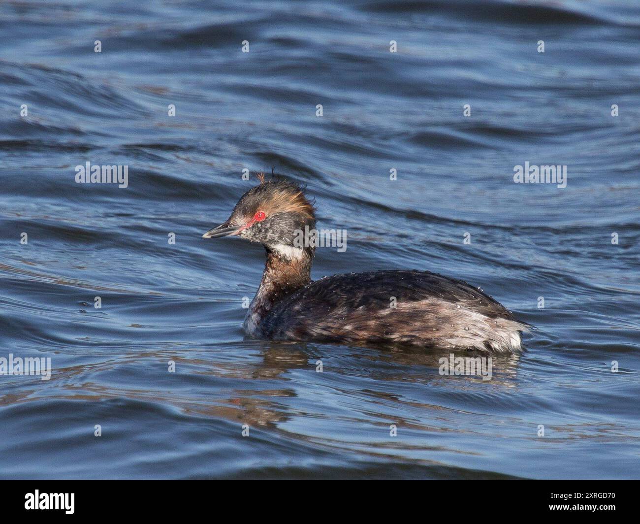 Horned Grebe (Podiceps auritus) Aves Stock Photo - Alamy