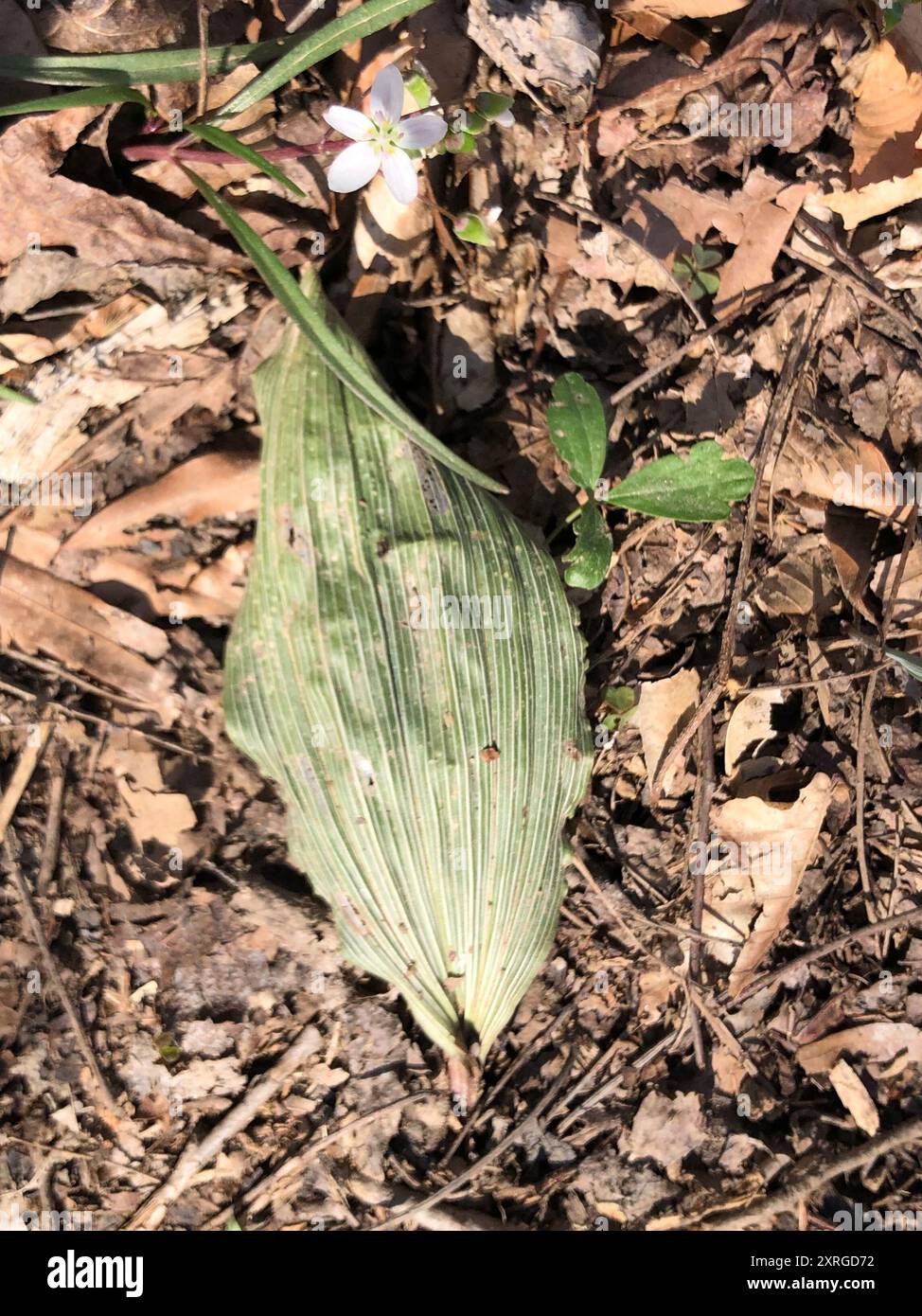 putty root (Aplectrum hyemale) Plantae Stock Photo - Alamy