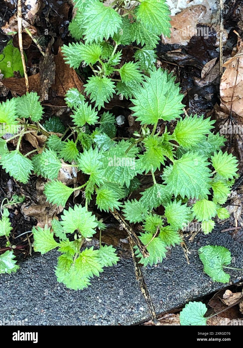 Dwarf Nettle (Urtica urens) Plantae Stock Photo - Alamy
