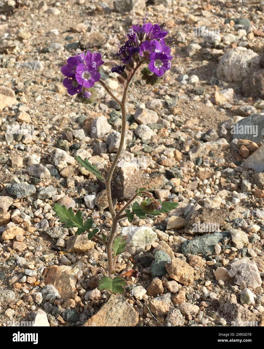 Notch-leaf Scorpionweed (Phacelia crenulata) Plantae Stock Photo - Alamy