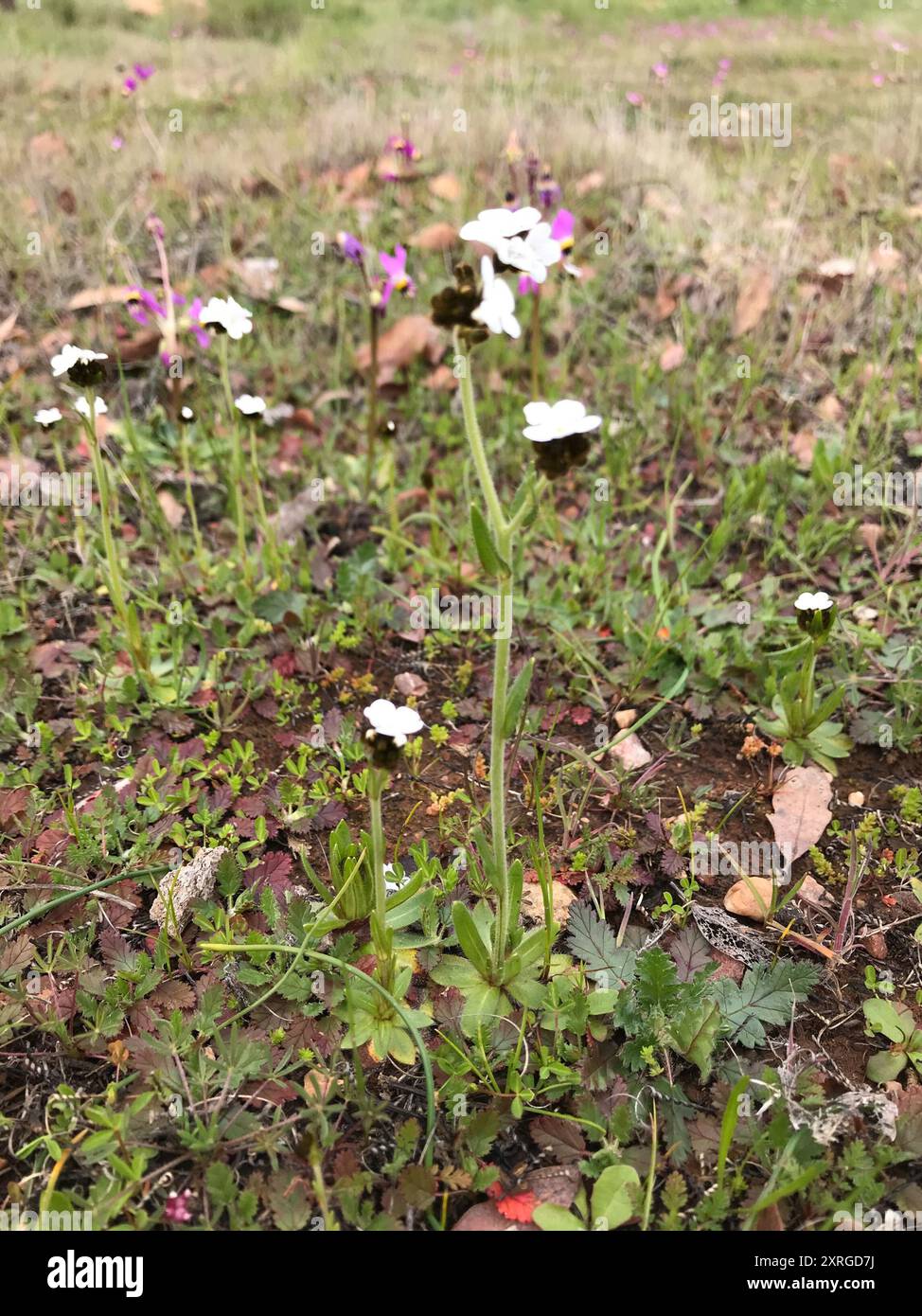 Rusty Popcornflower (Plagiobothrys nothofulvus) Plantae Stock Photo - Alamy