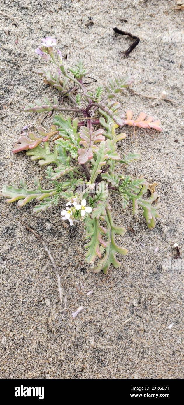 European Searocket (Cakile maritima) Plantae Stock Photo - Alamy