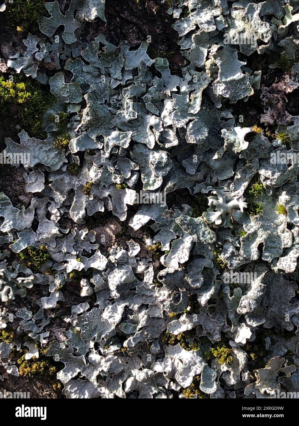 shield lichen (Parmelia sulcata) Fungi Stock Photo - Alamy