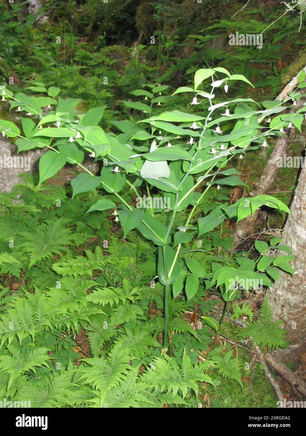 white twisted-stalk (Streptopus amplexifolius) Plantae Stock Photo - Alamy
