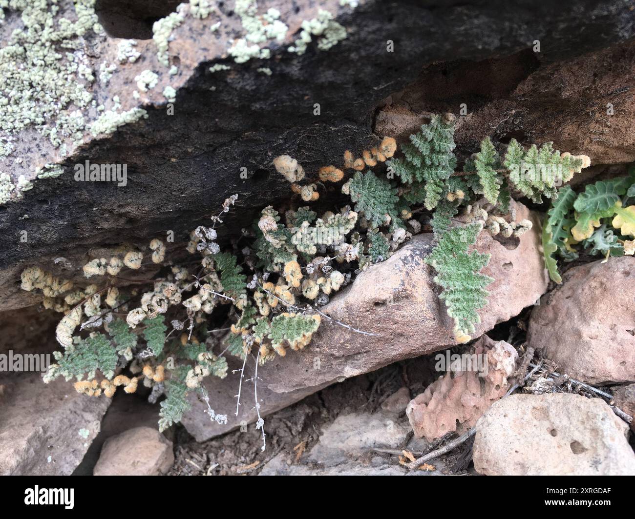 Fee's lip fern (Myriopteris gracilis) Plantae Stock Photo - Alamy