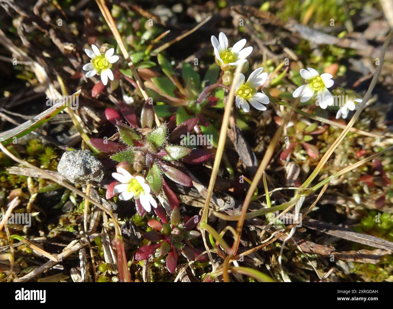 Common Whitlowgrass (Draba verna) Plantae Stock Photo - Alamy