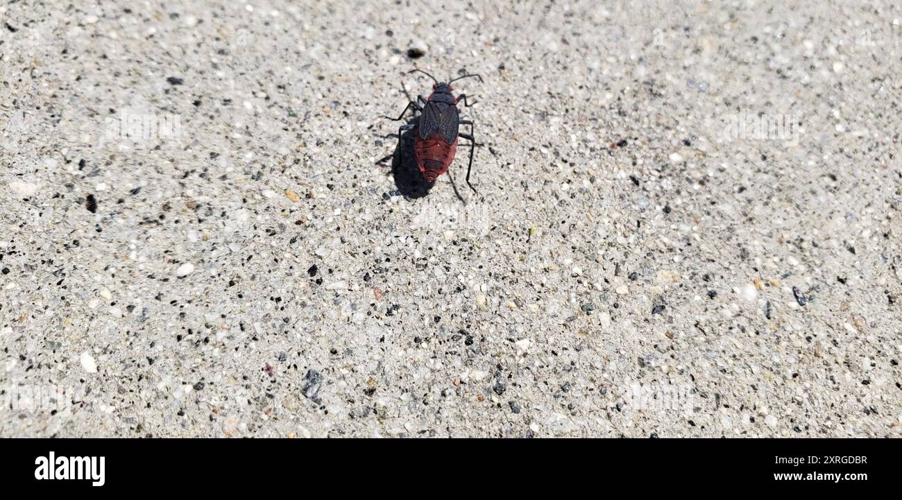 Red-shouldered Bug (Jadera haematoloma) Insecta Stock Photo - Alamy