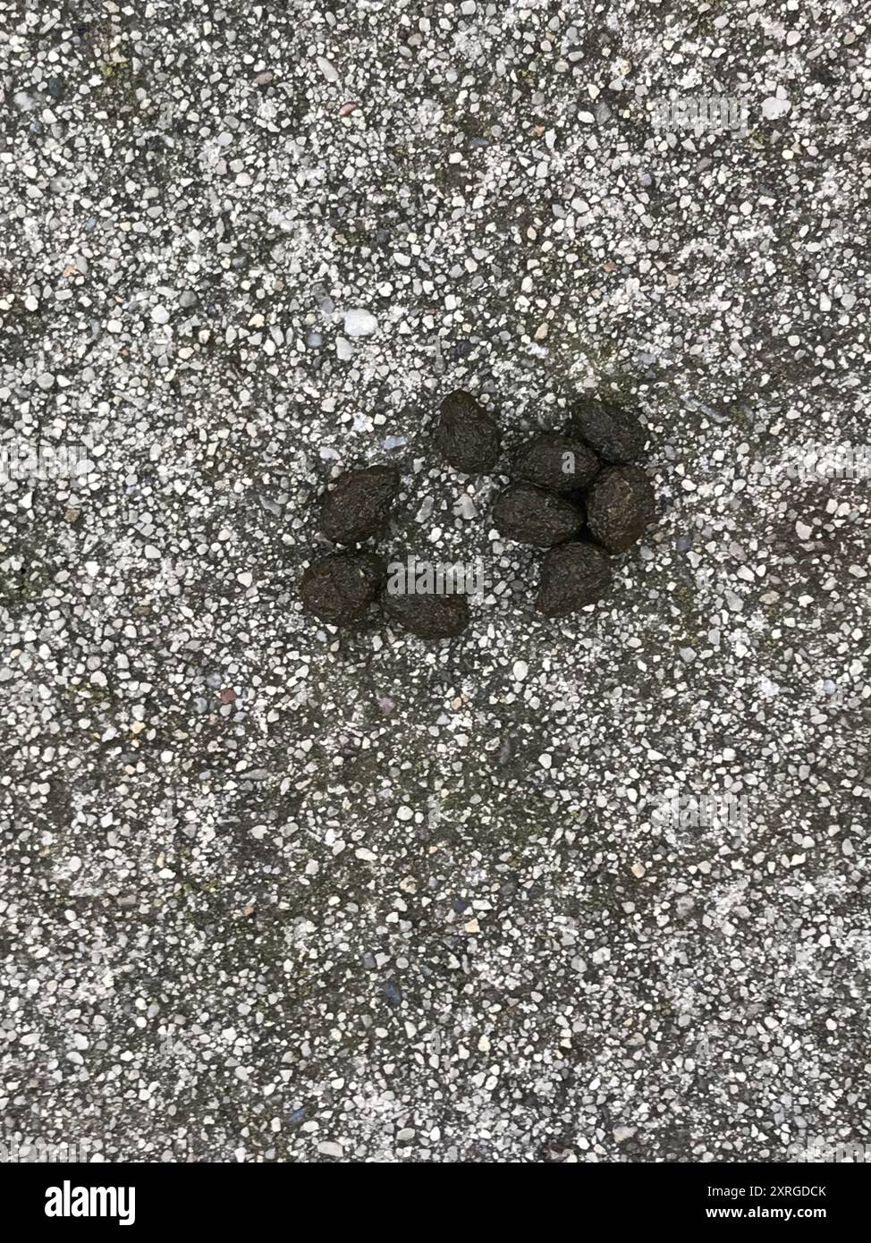 Lagomorphs (Lagomorpha) Mammalia Stock Photo - Alamy