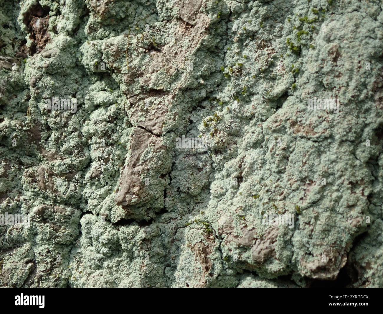 Fluffy Dust Lichen (Lepraria finkii) Fungi Stock Photo - Alamy